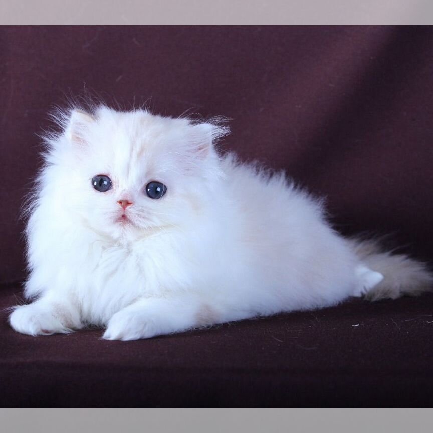 Очаровательная синеглазая шотландская кошечка