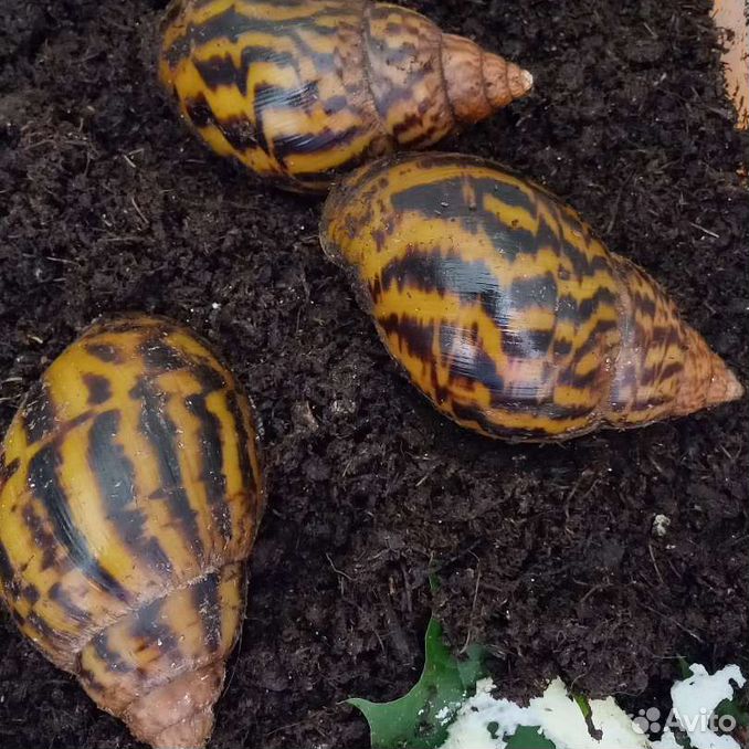 Ахатина Тигр Дарк