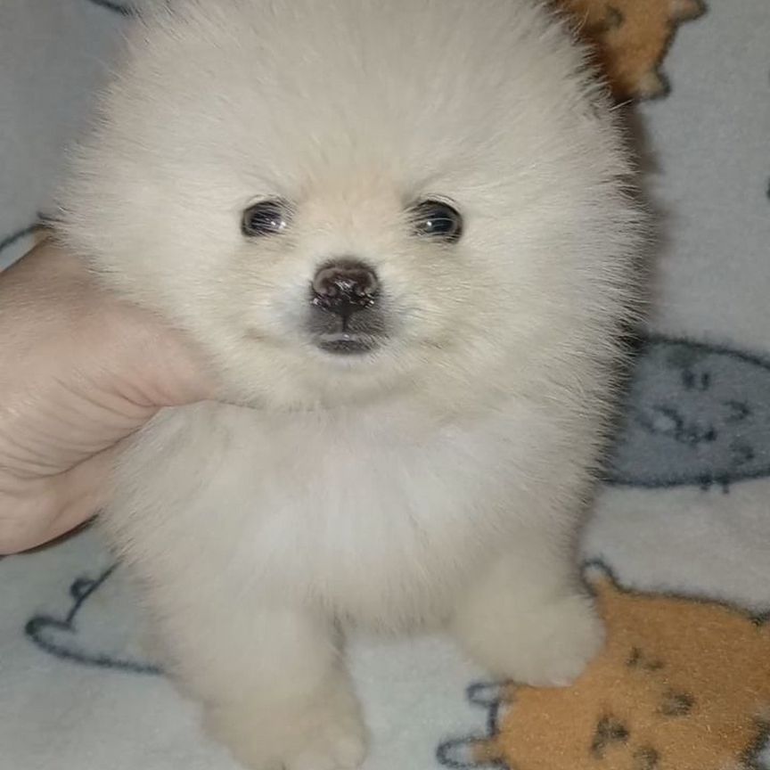 Шпицы мальчики