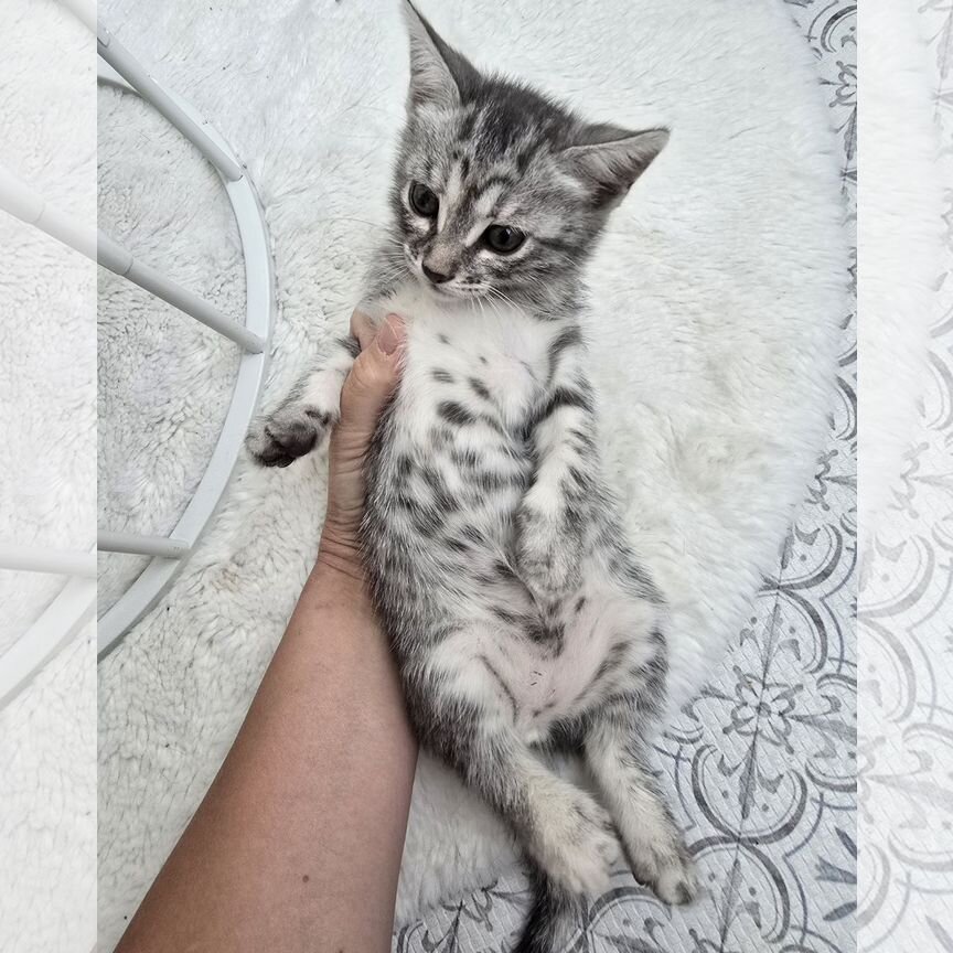 Котенок