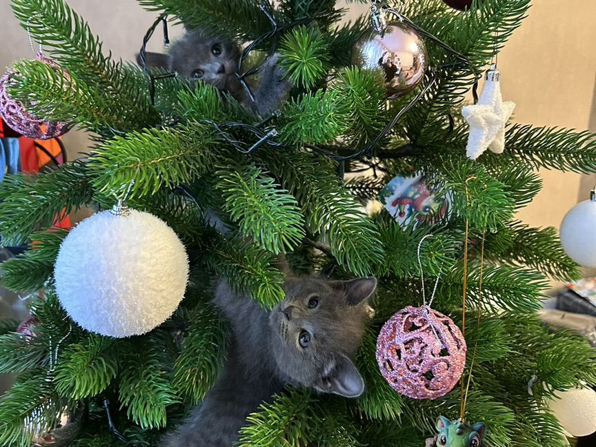 Котята родились 17 ноября