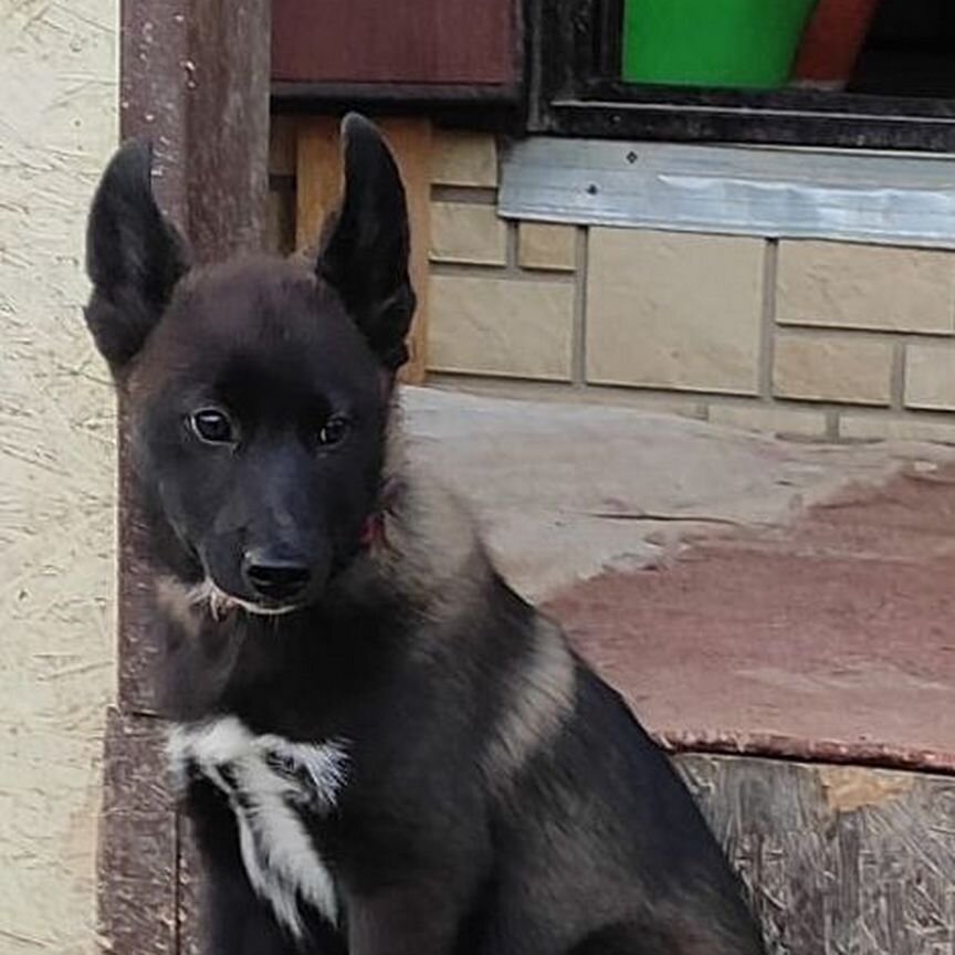 Блэкки, метис