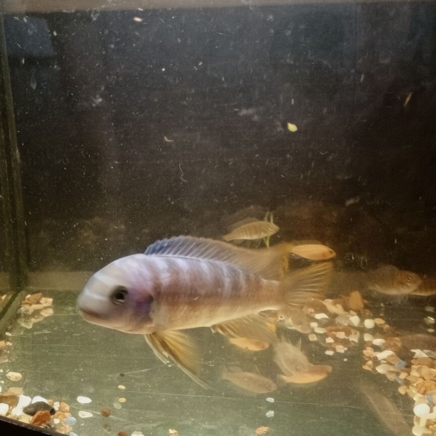 Самец и мальки