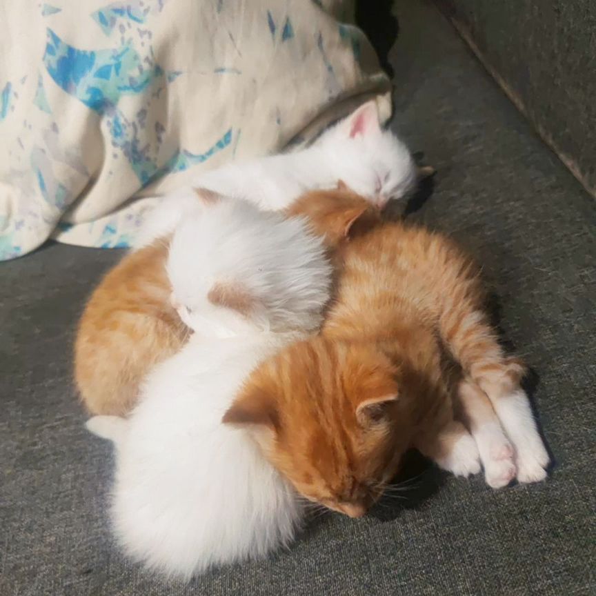 Котята в добрые руки