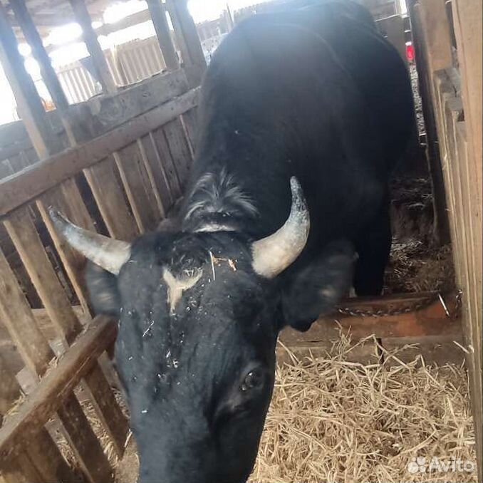 Быки на мясо