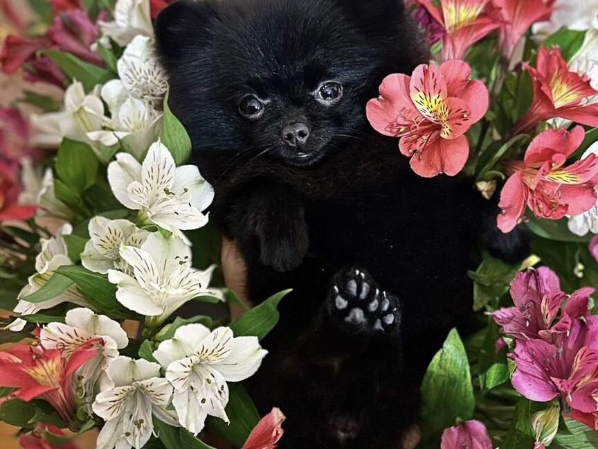 Померанский шпиц микро