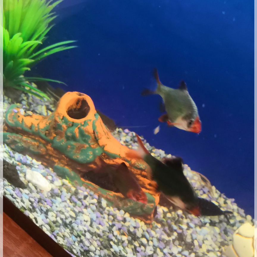 Рыбки аквариумные Барбус