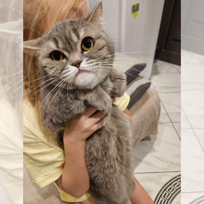 Кошка в дар Британская
