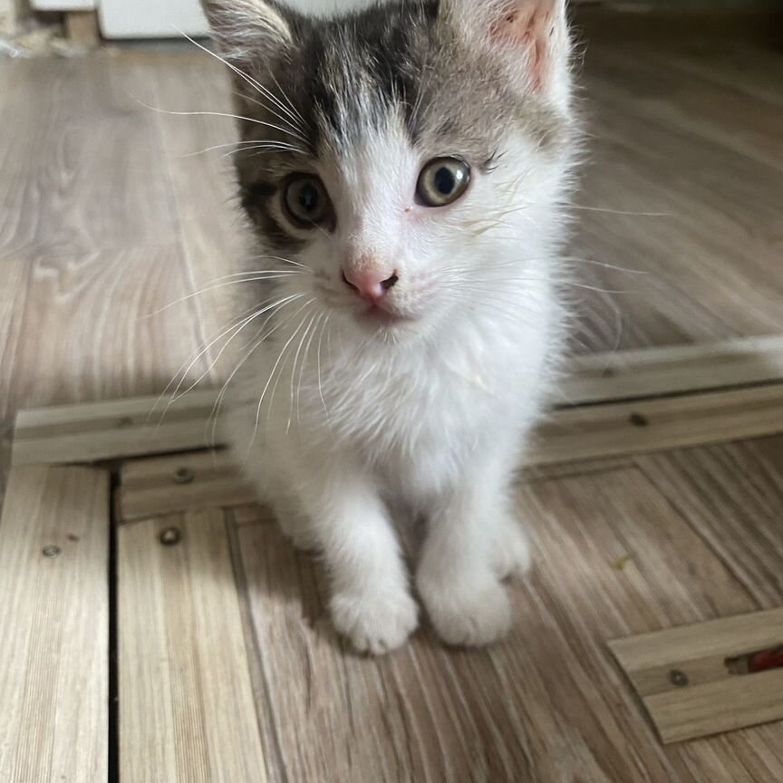 Котята (1мес)