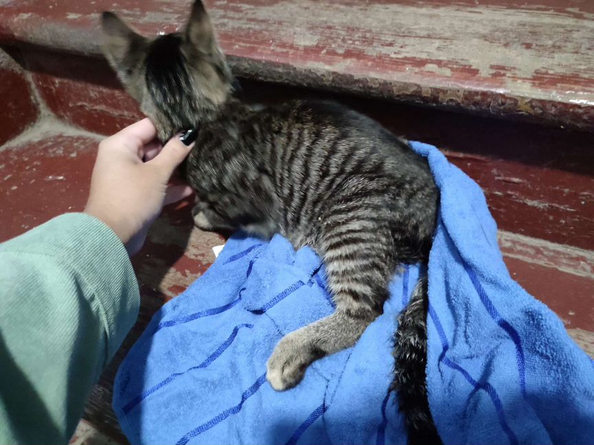 Котëнок мальчик ищет дом