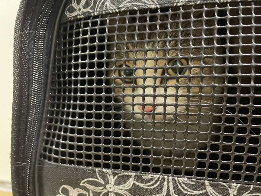 Ласковая кошечка Джессика ищет дом