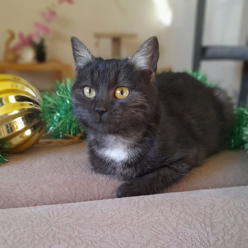 Киса Тина в добрые руки