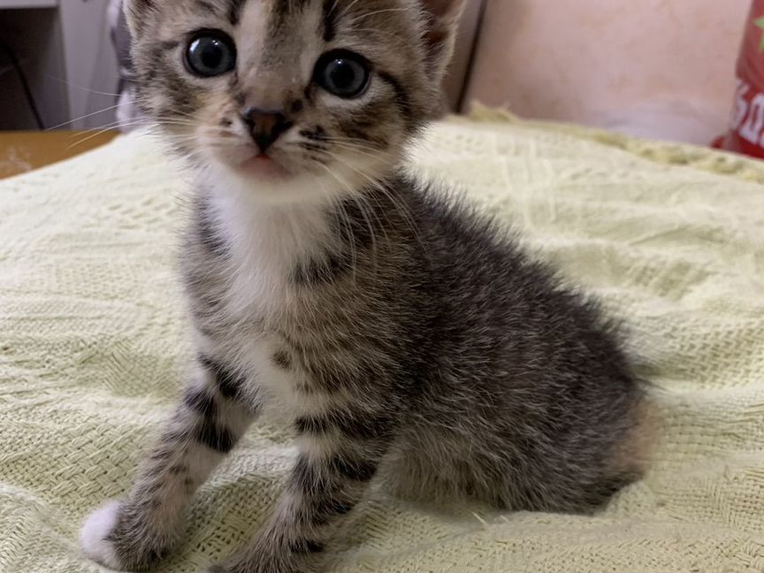 Котик девочка 1 мес с хвостиком