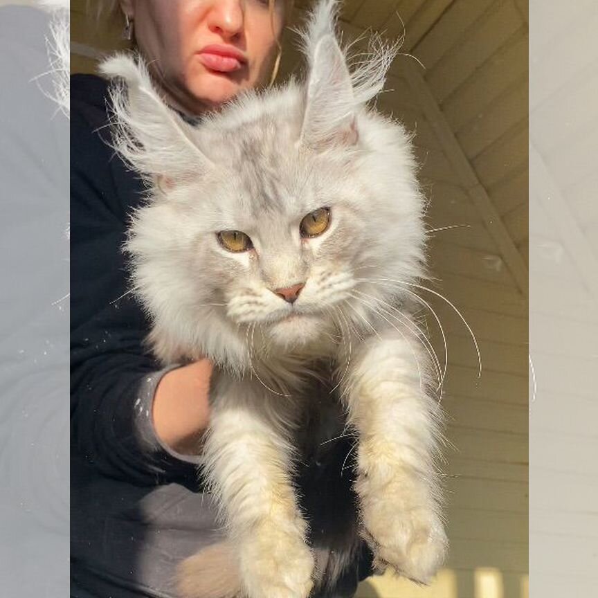 Мейн-кун котёнок