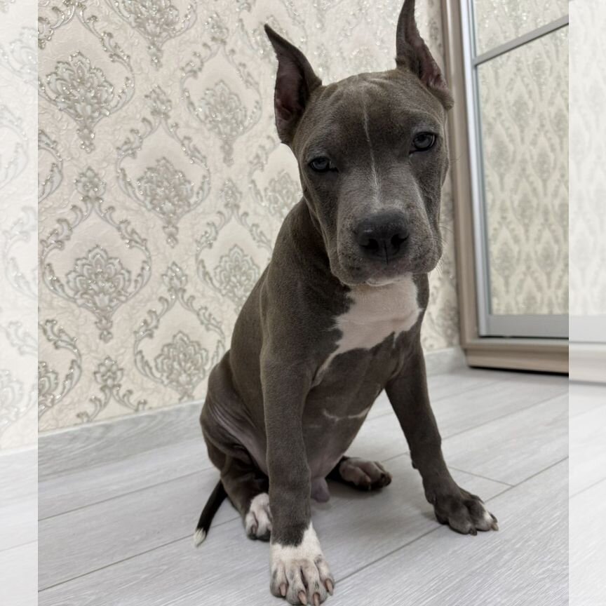 Американский стаффордширский терьер, щенок