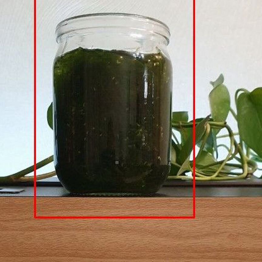 Аквариумные растения: яванский мох(прополка, обмен