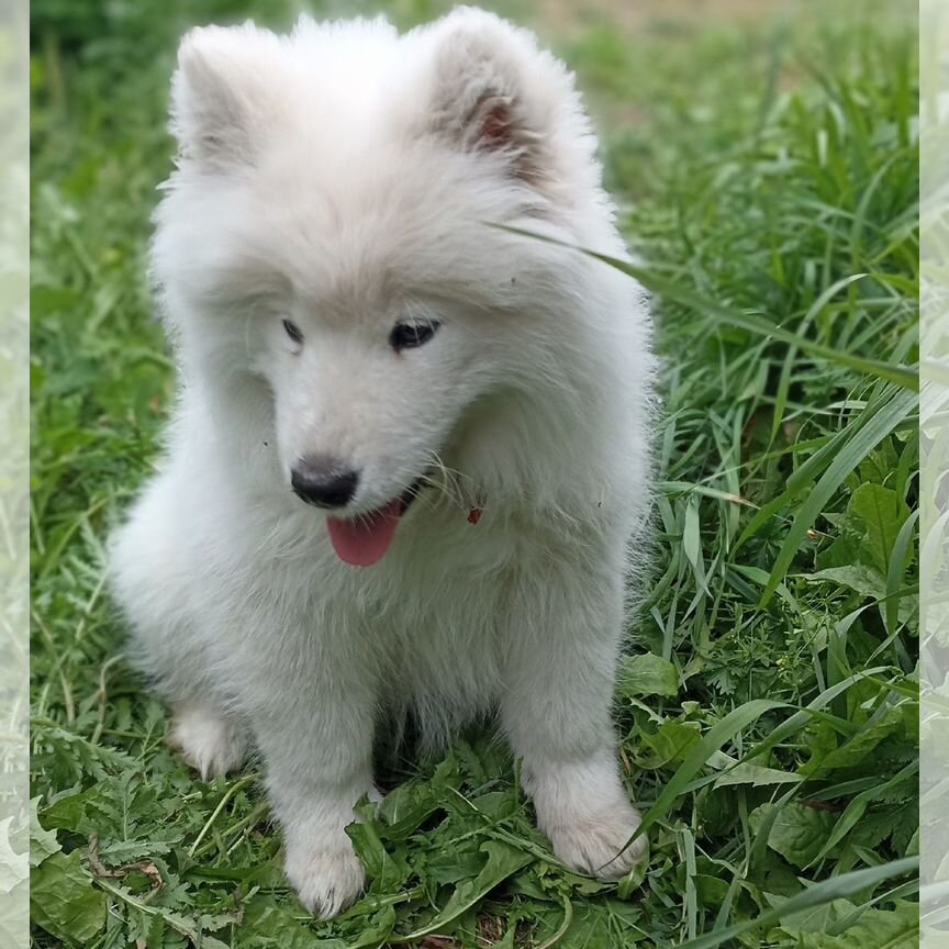 Самоедская собака, взрослая