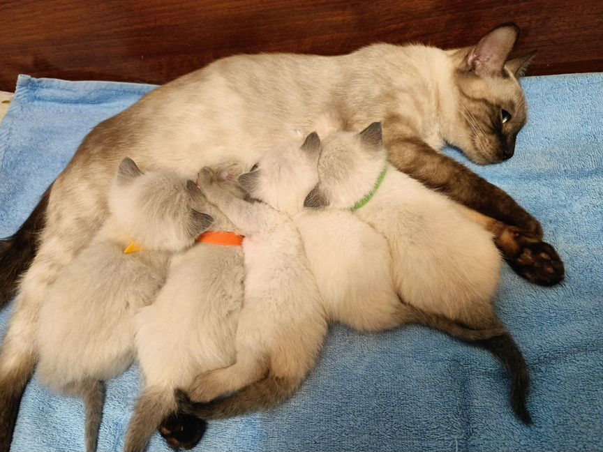 Тайские котята