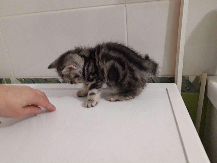 Шикарный мраморный котик