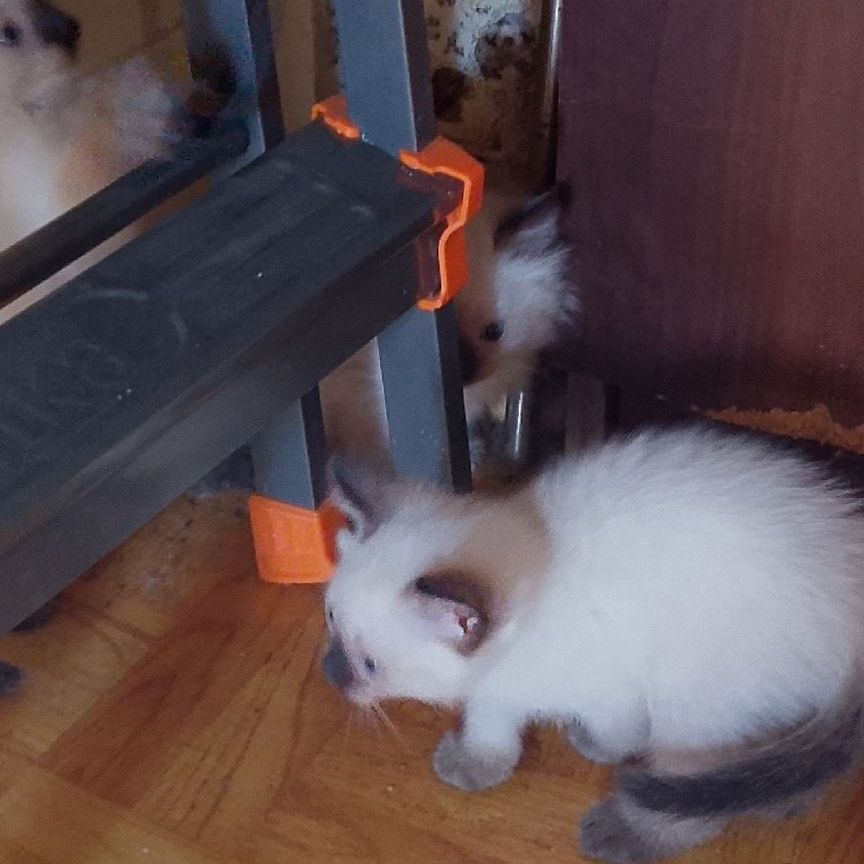 Сиамский котёнок