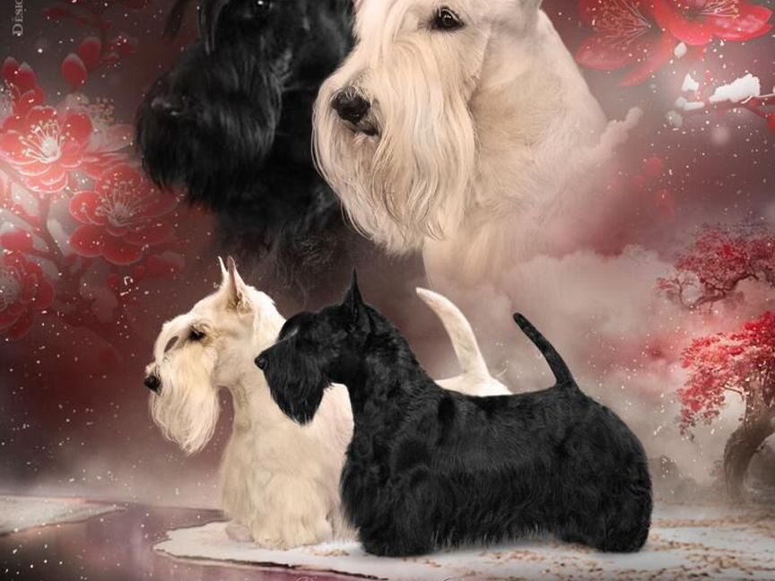 Щенки скотч терьера