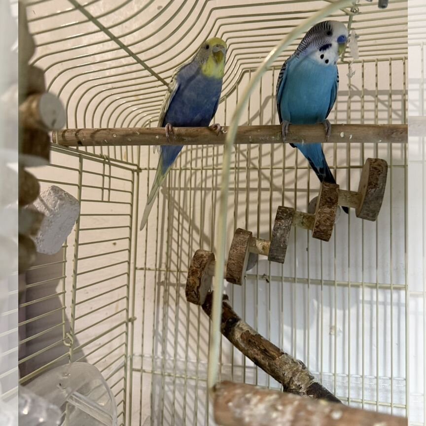 Птенцы волнистый попугай