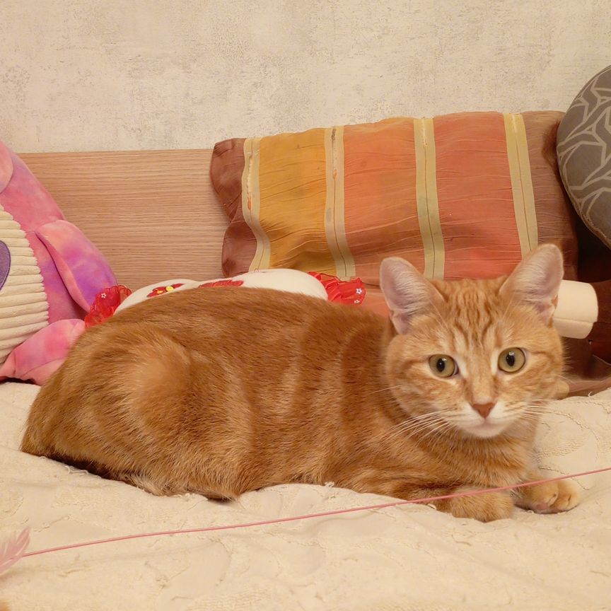 Вязка, кошечка