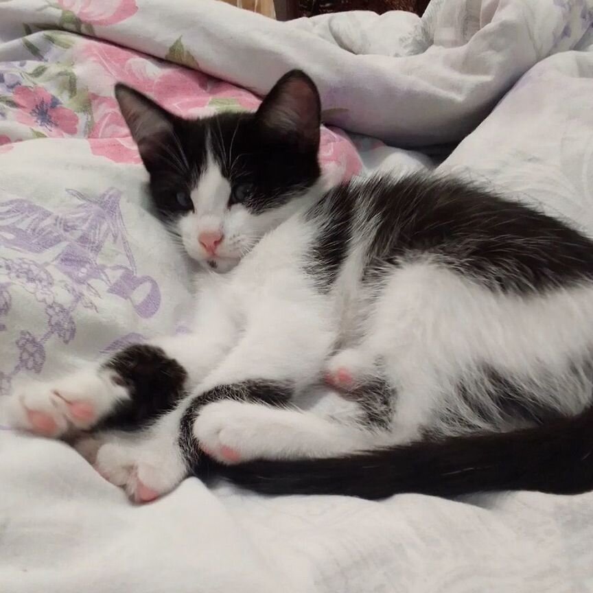 Котёнок в добрые руки