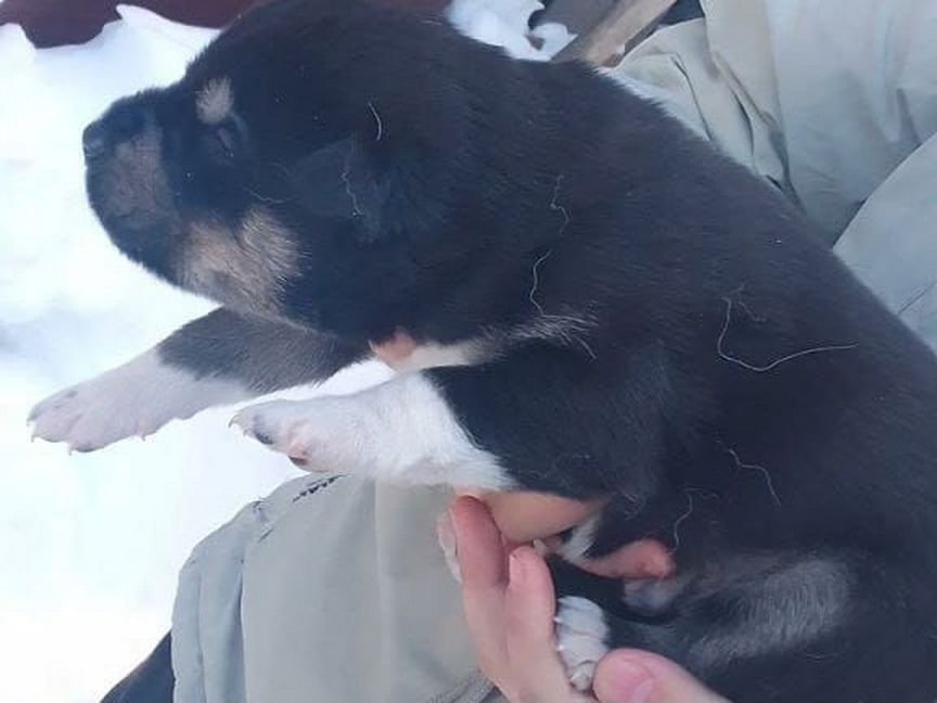 Щенок в добрые руки