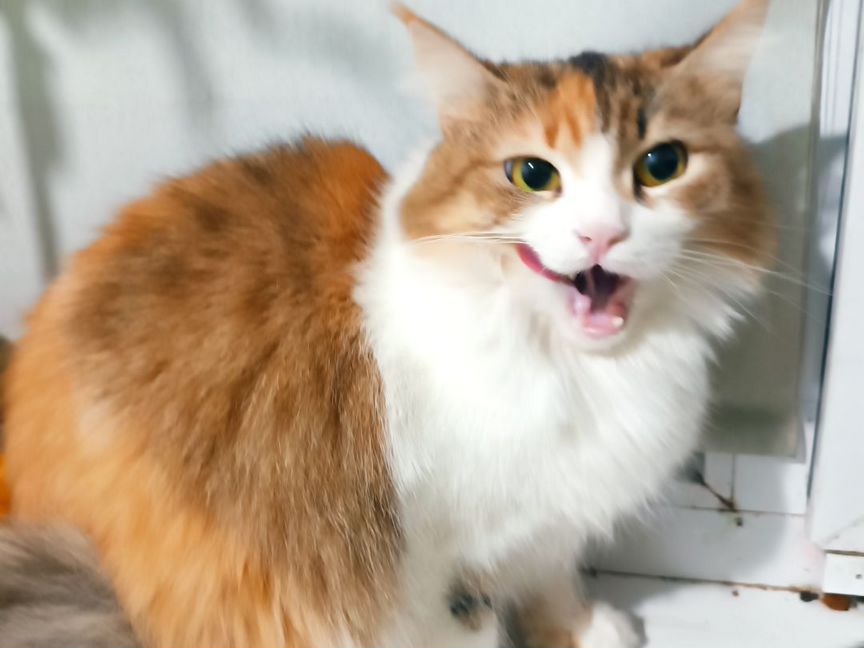 Кошка приносящая удачу