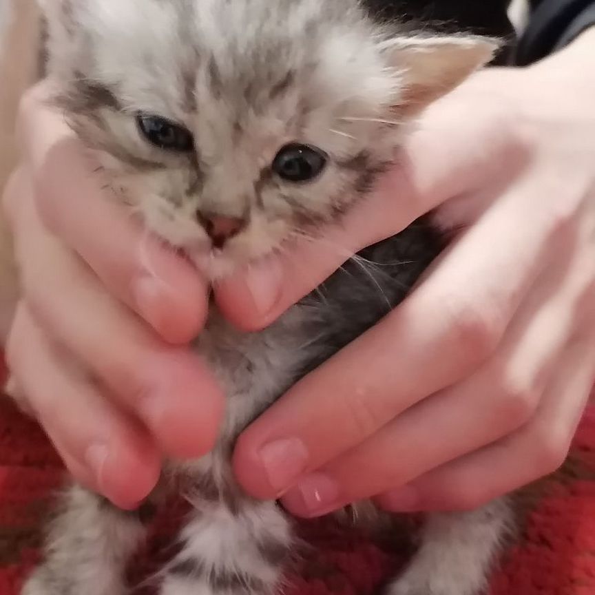 Отдам котейку. Мама британка, папа сосед