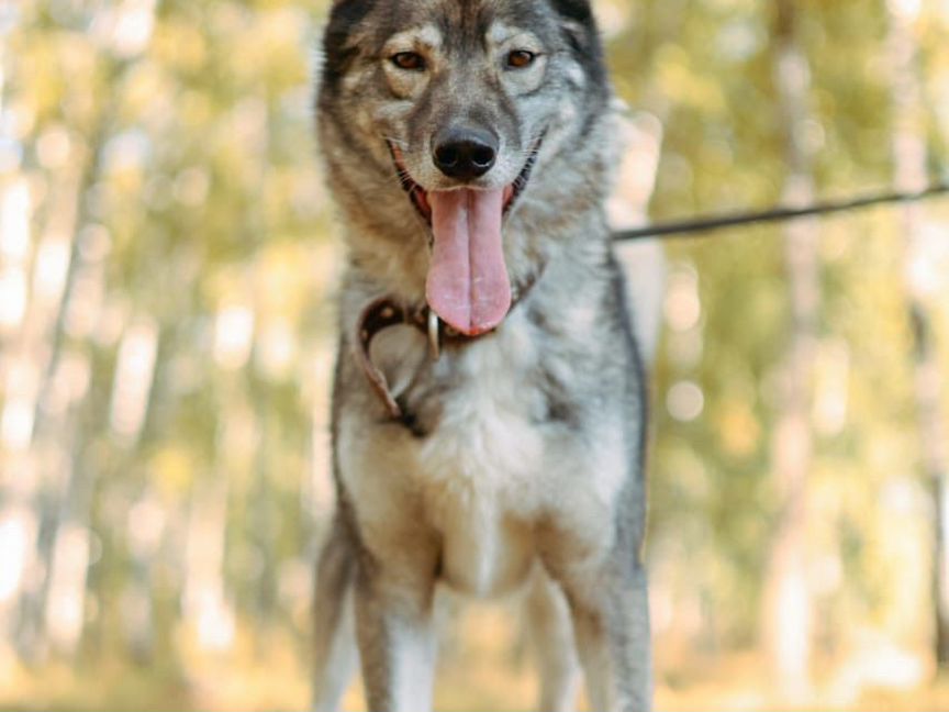 Гром-статный и яркий песик ищет дом