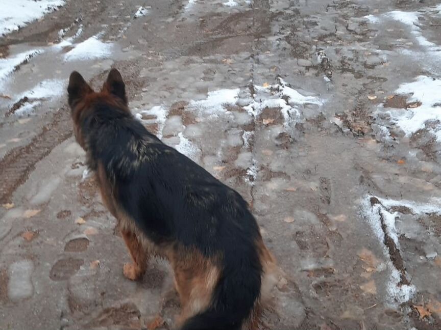 Немецкая овчарка вязка сучка