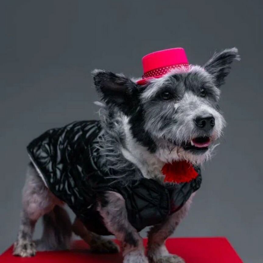 Метис скочт-терьера