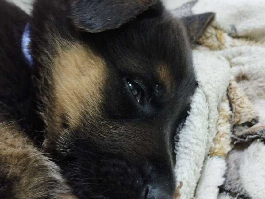 Немецкая овчарка щенок 1 месяц