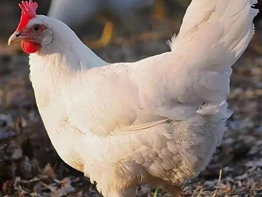 Курицы несушки