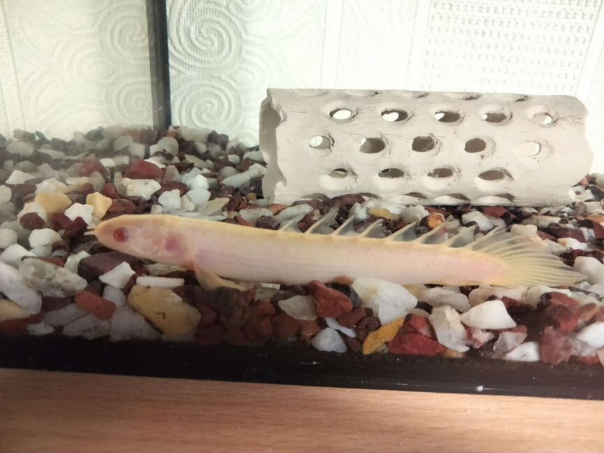 Полиптерус