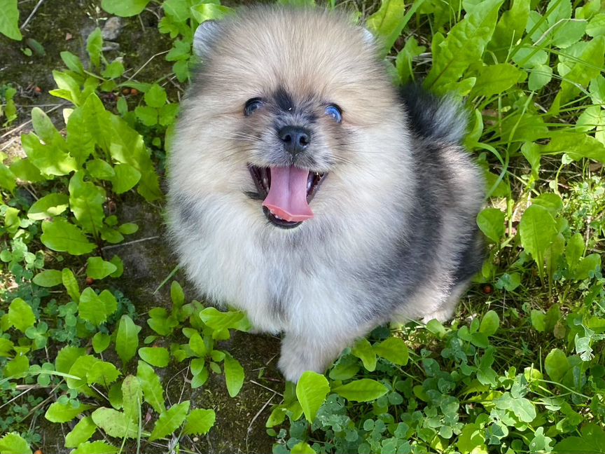 Милый малыш Трюфель с голубыми глазками