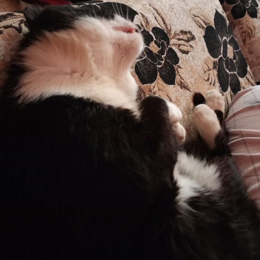 Кот Сёма