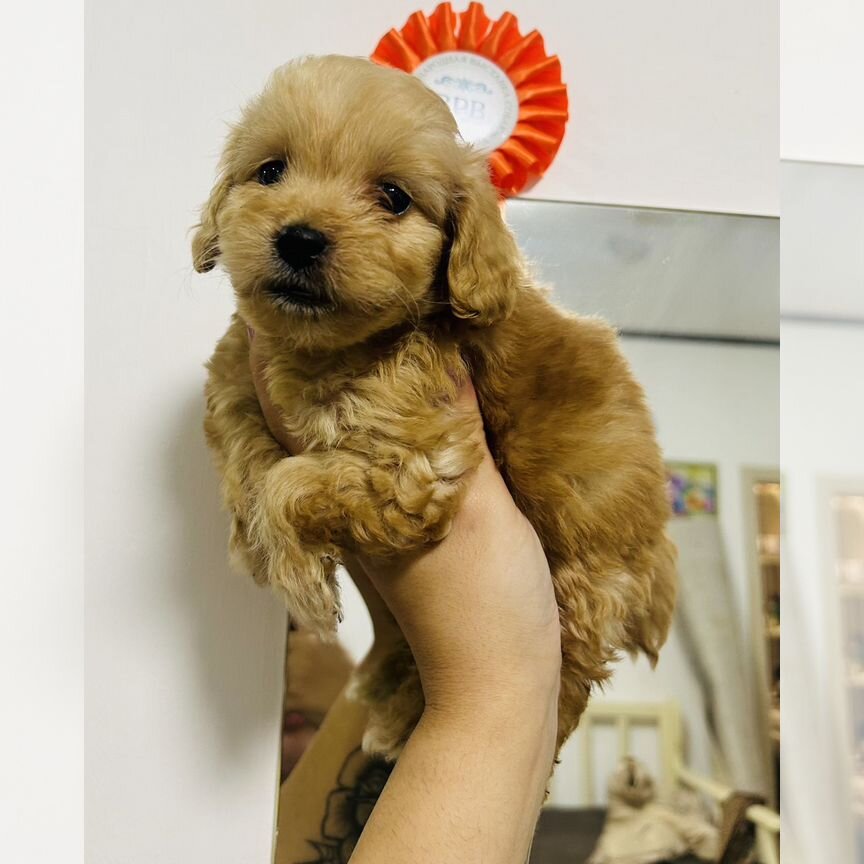 Мальтипу, щенок