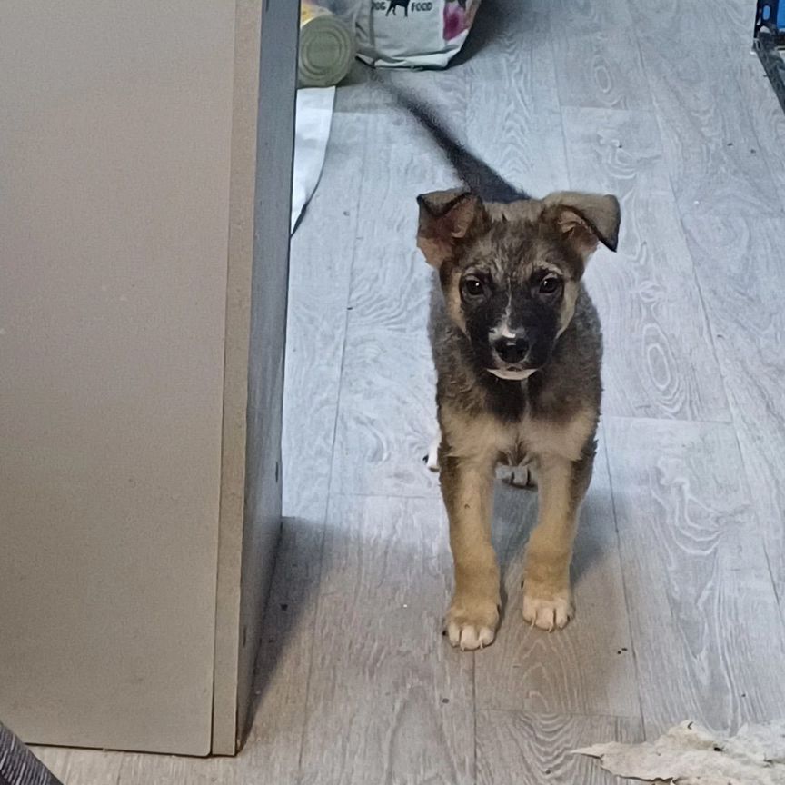 Степа щенок