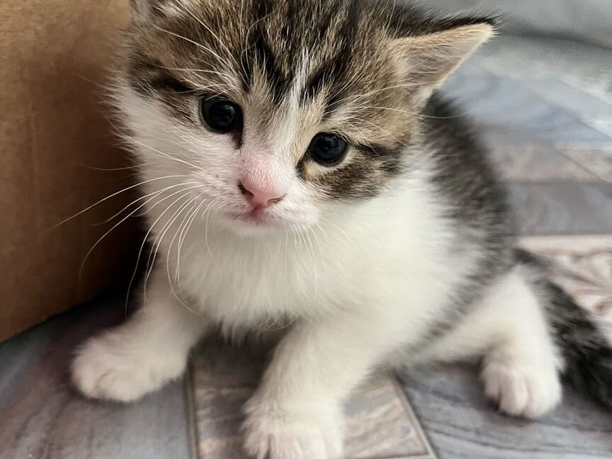 Кошка