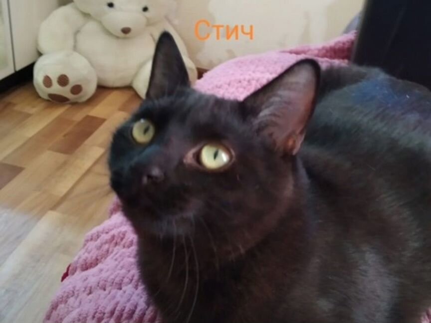 Жизнь у кота одна и так мало времени для радости