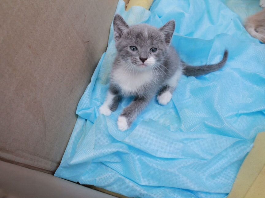 Серое облачко в семью