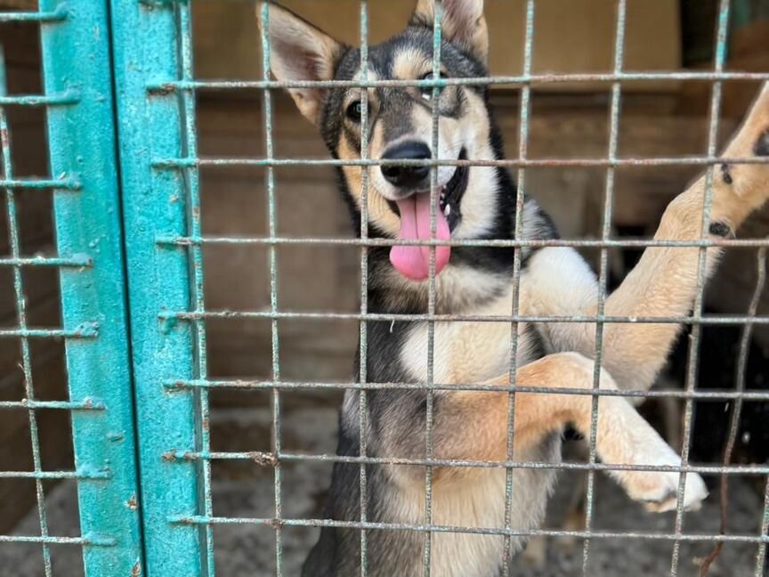 Милый щенок Катя из приюта