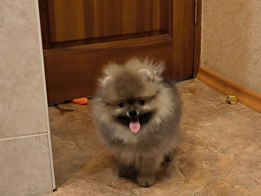 Померанский шпиц девочка