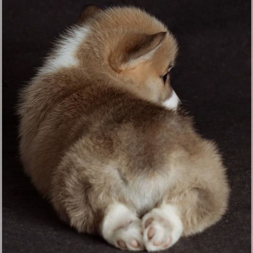 Вельш Корги Пемброк, щенок