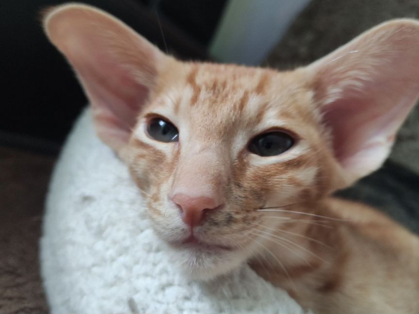 Ориентальная котёнок