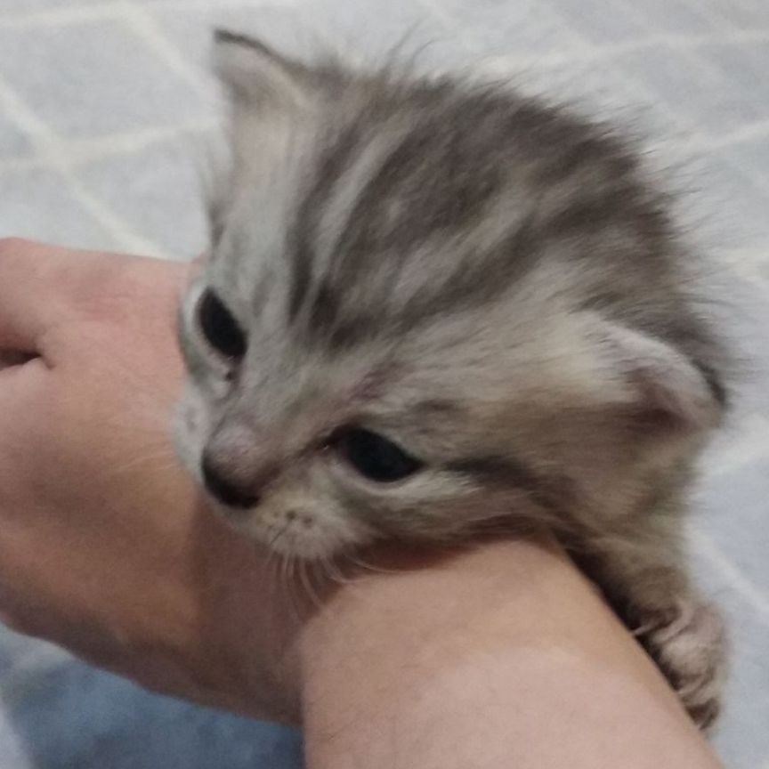 Отдам бесплатно котят веслоухой шатланки