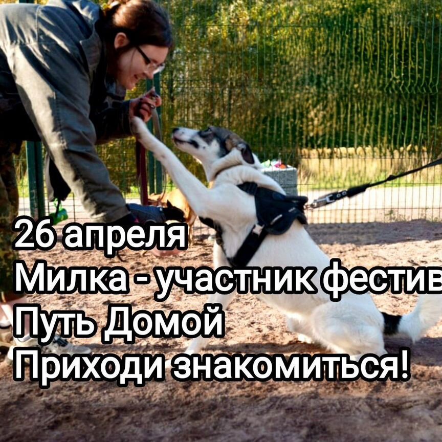 Молоденькая лаечка в добрый дом